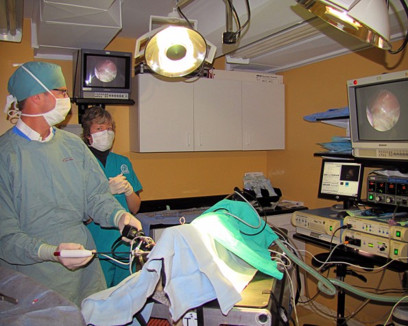 Laparoscopy – Sault Ste. Marie Animal Clinic