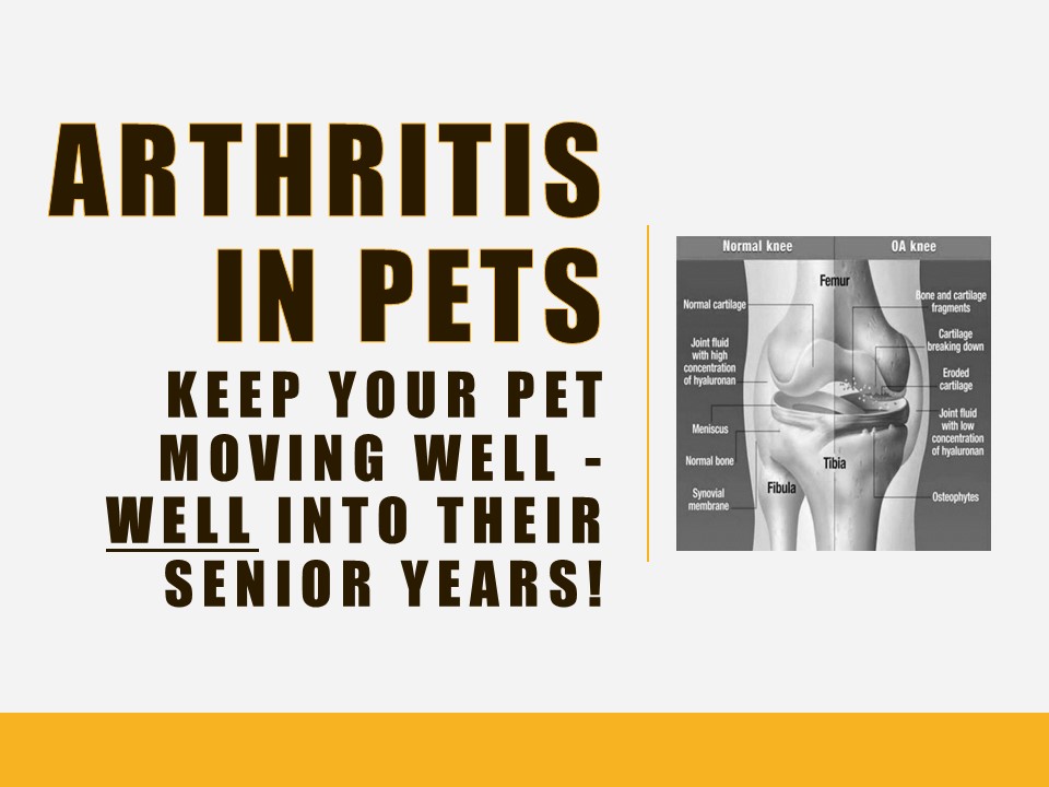 Arthritis In Pets - What you can do to help prevent it!