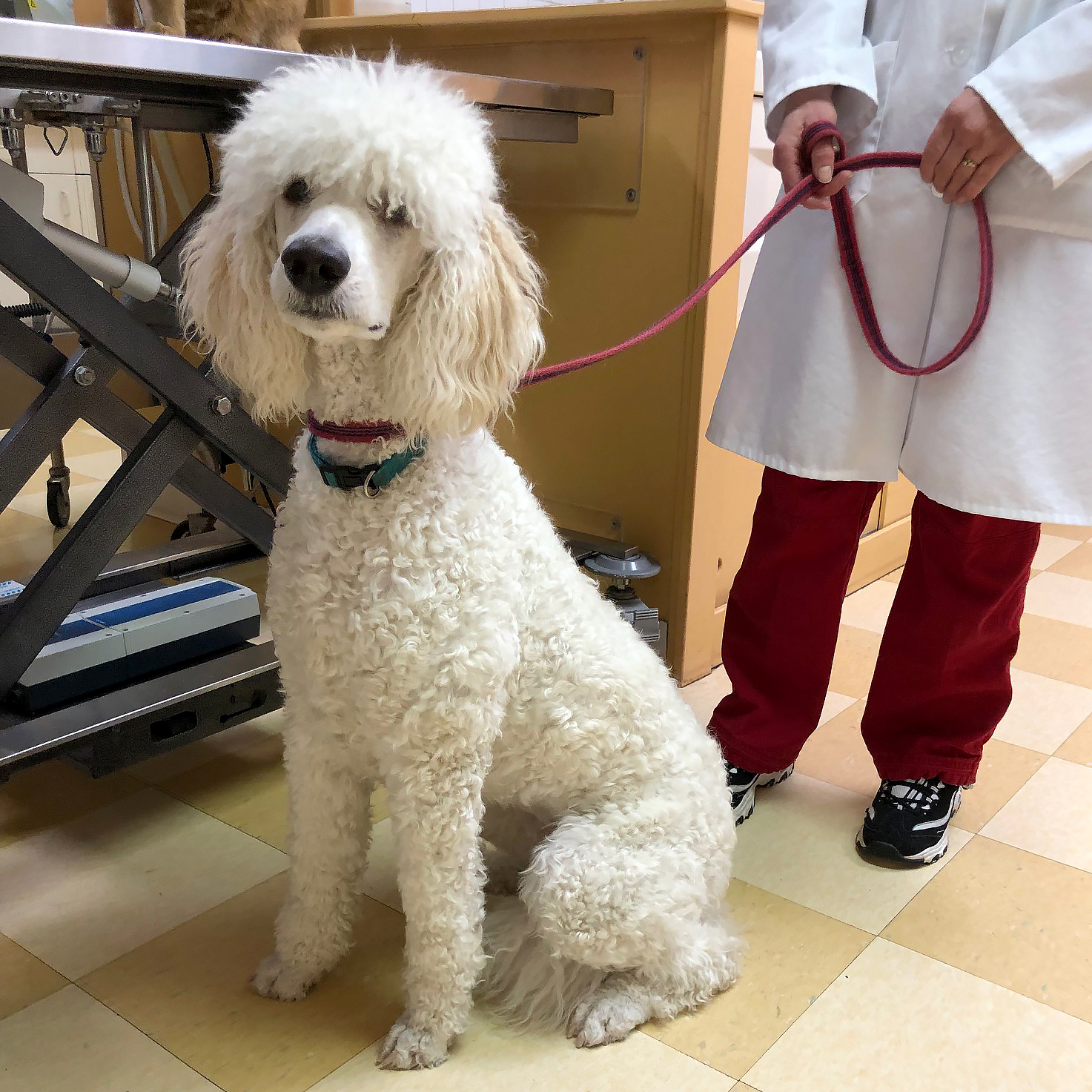 An Ounce Of Prevention... Prophylactic 'Lap-Assisted' Gastropexy