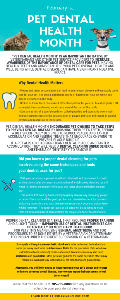 February is PET DENTAL HEALTH MONTH – What it is and why it matters ...