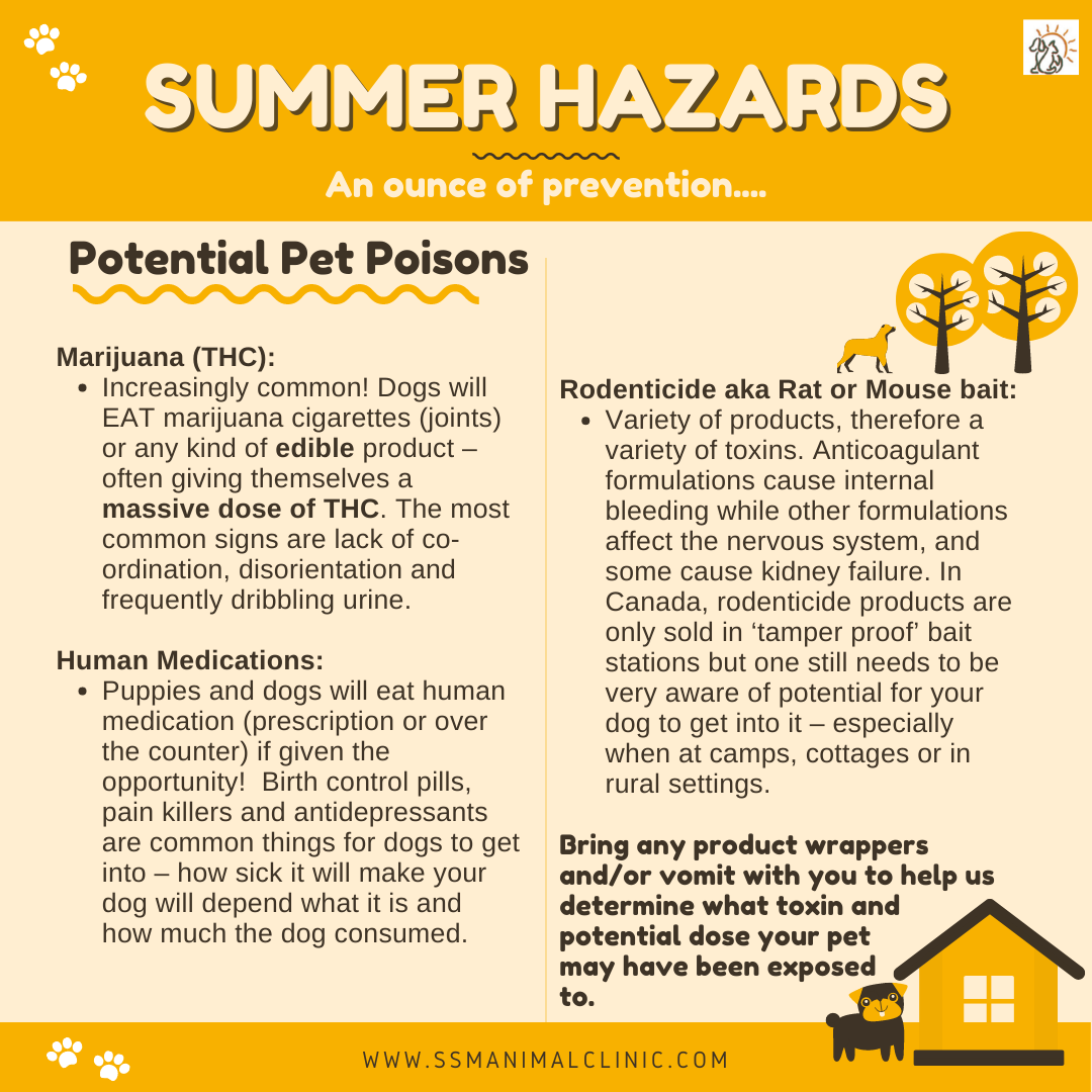 Have a Safe, Happy and Healthy Long Weekend – Here are a few Pet Safety ...