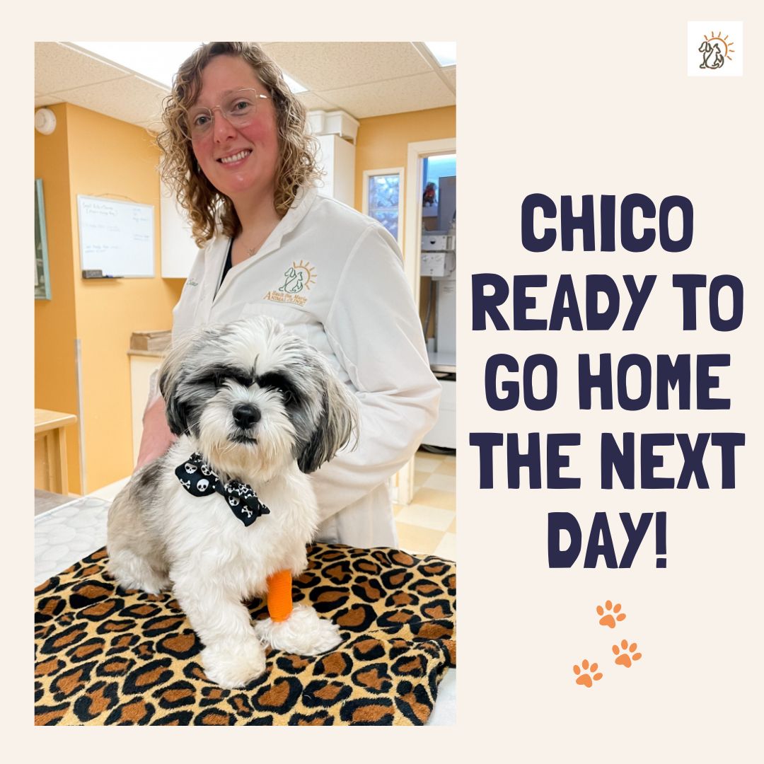 Laparoscopic Surgery at Sault Ste. Marie Animal Clinic – It’s More Than ...