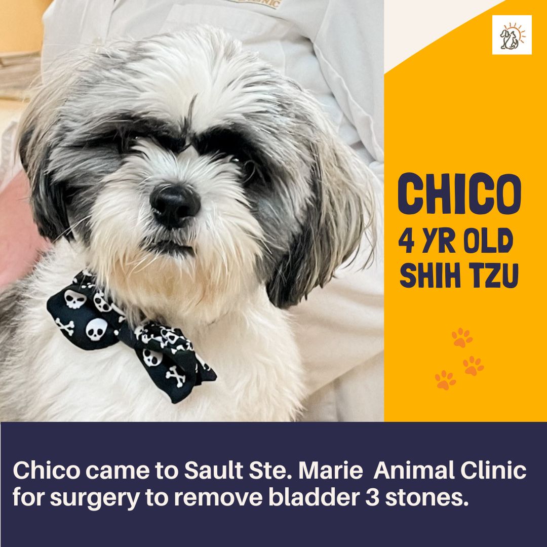 Laparoscopic Surgery at Sault Ste. Marie Animal Clinic – It’s More Than ...